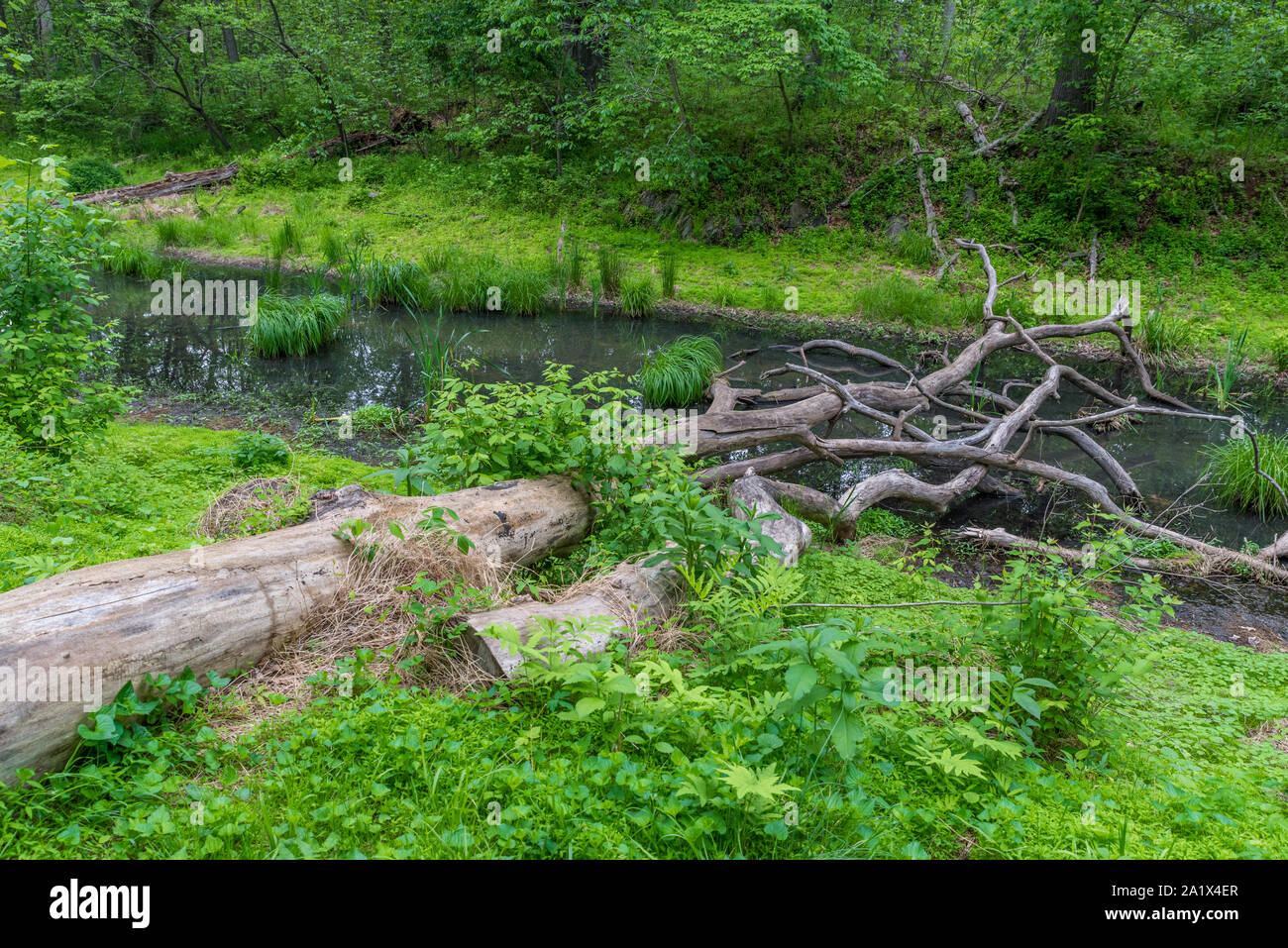 Two dead trees laying on the ground in forest next to Chesapeake and ...