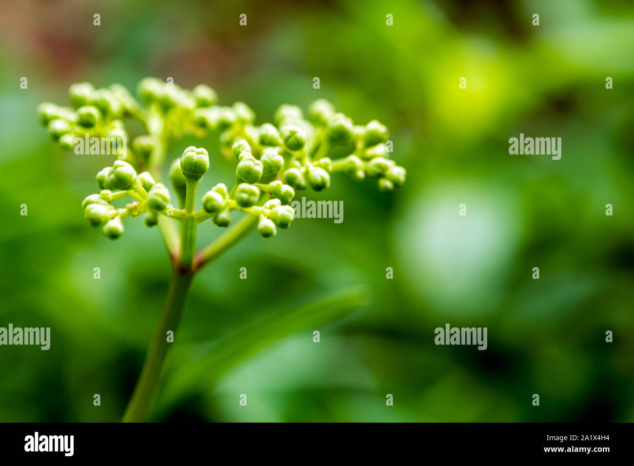 Green color small grass flower bouquet Stock Photo - Alamy