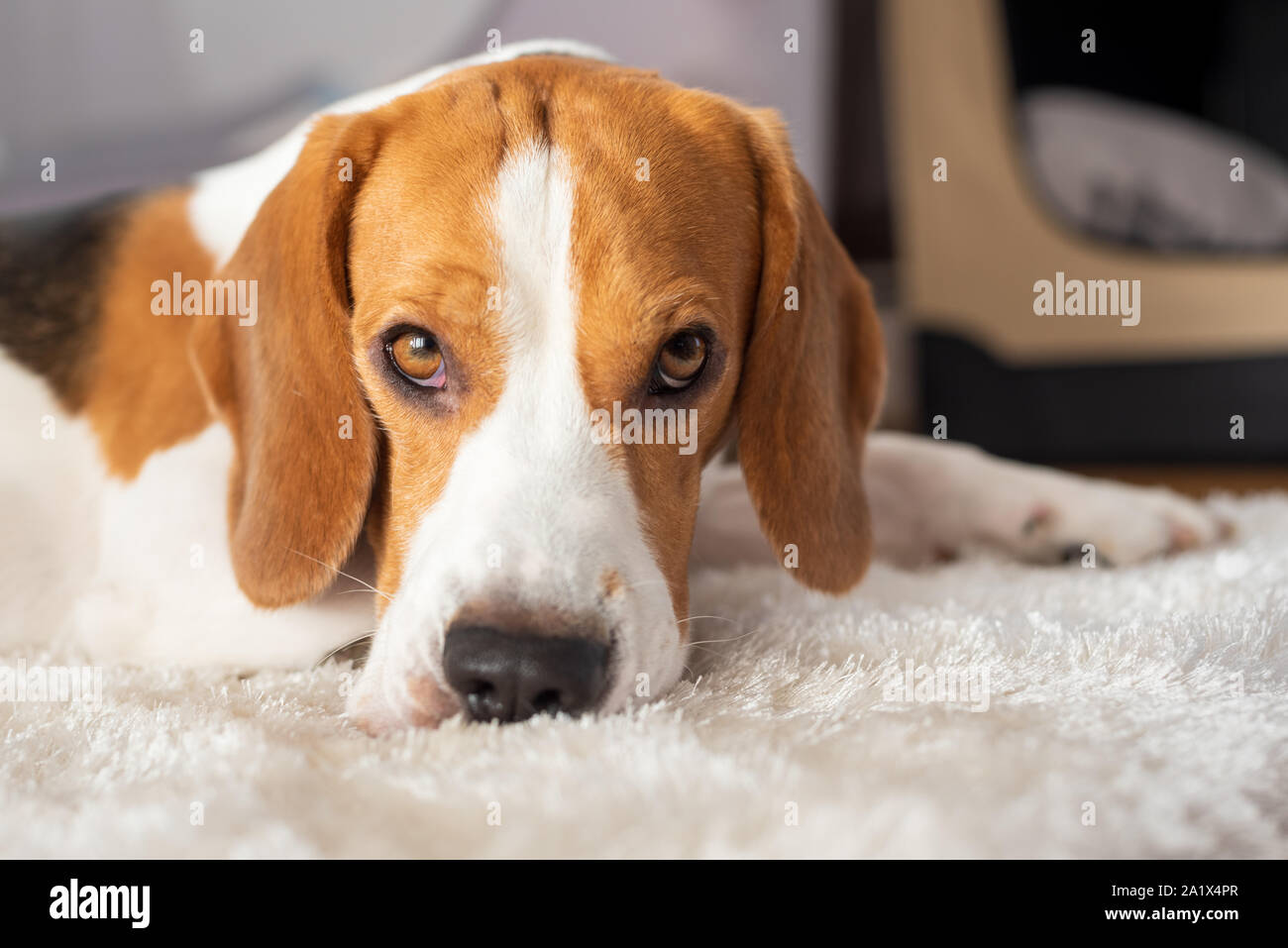 Beagle resting on floor hi-res stock photography and images - Alamy