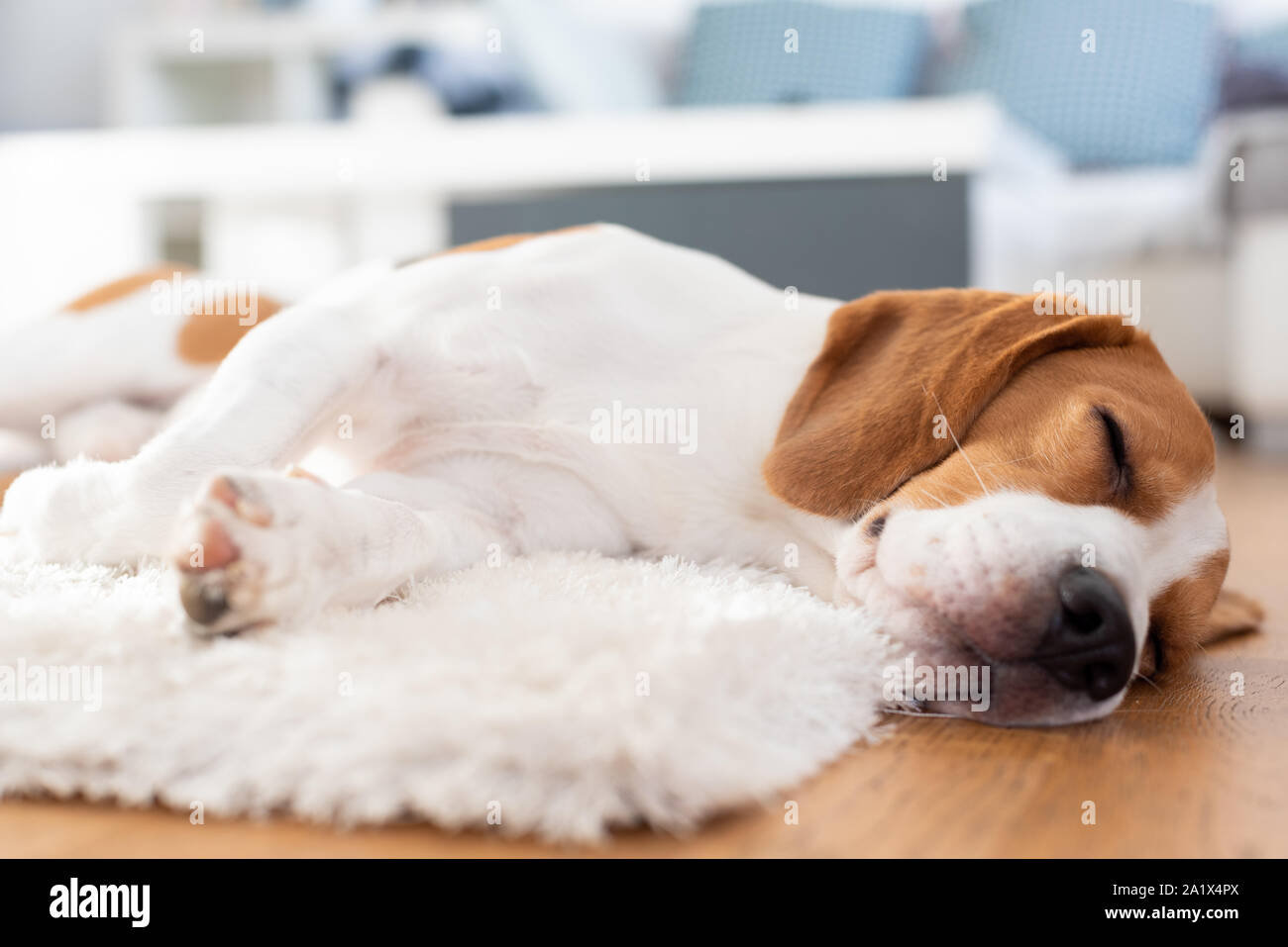 Beagle dog tired sleeps on a floor Stock Photo - Alamy