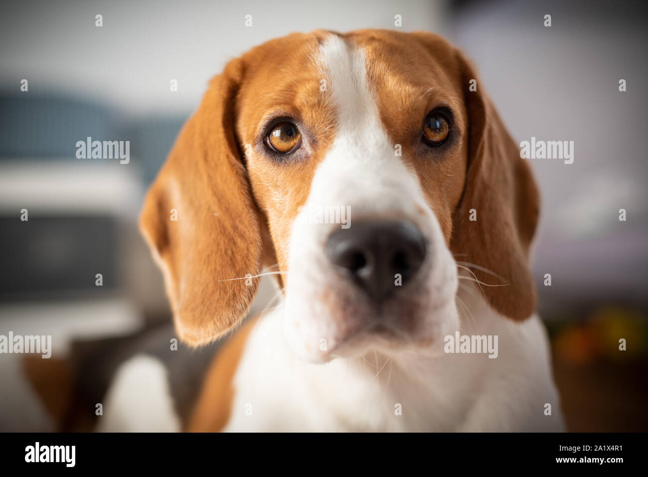 Beagle dog purebred bright portrait Stock Photo - Alamy