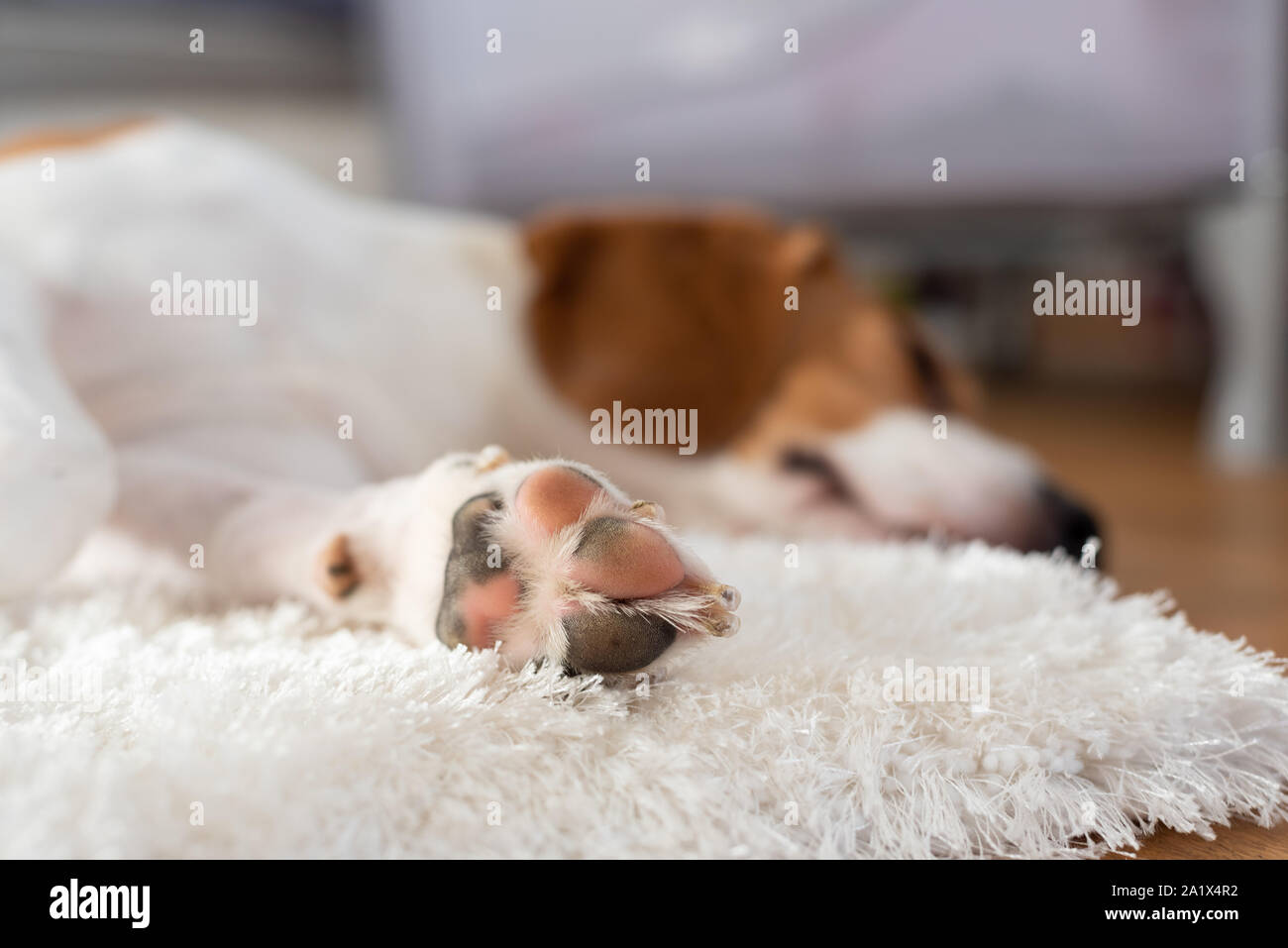 Beagle dog tired sleeps on a floor Stock Photo - Alamy