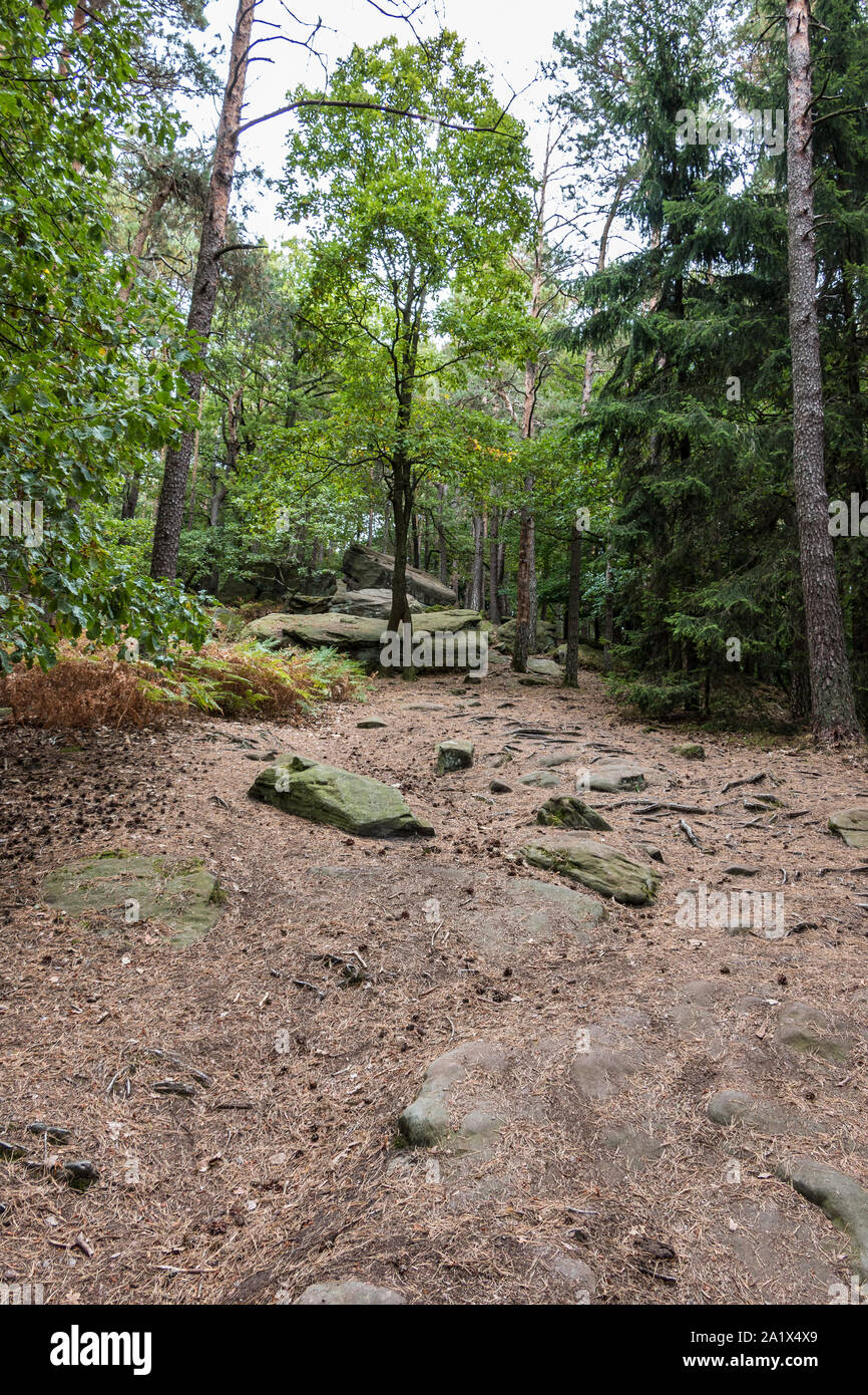 Big rocks in the middle of the green forest Stock Photo - Alamy