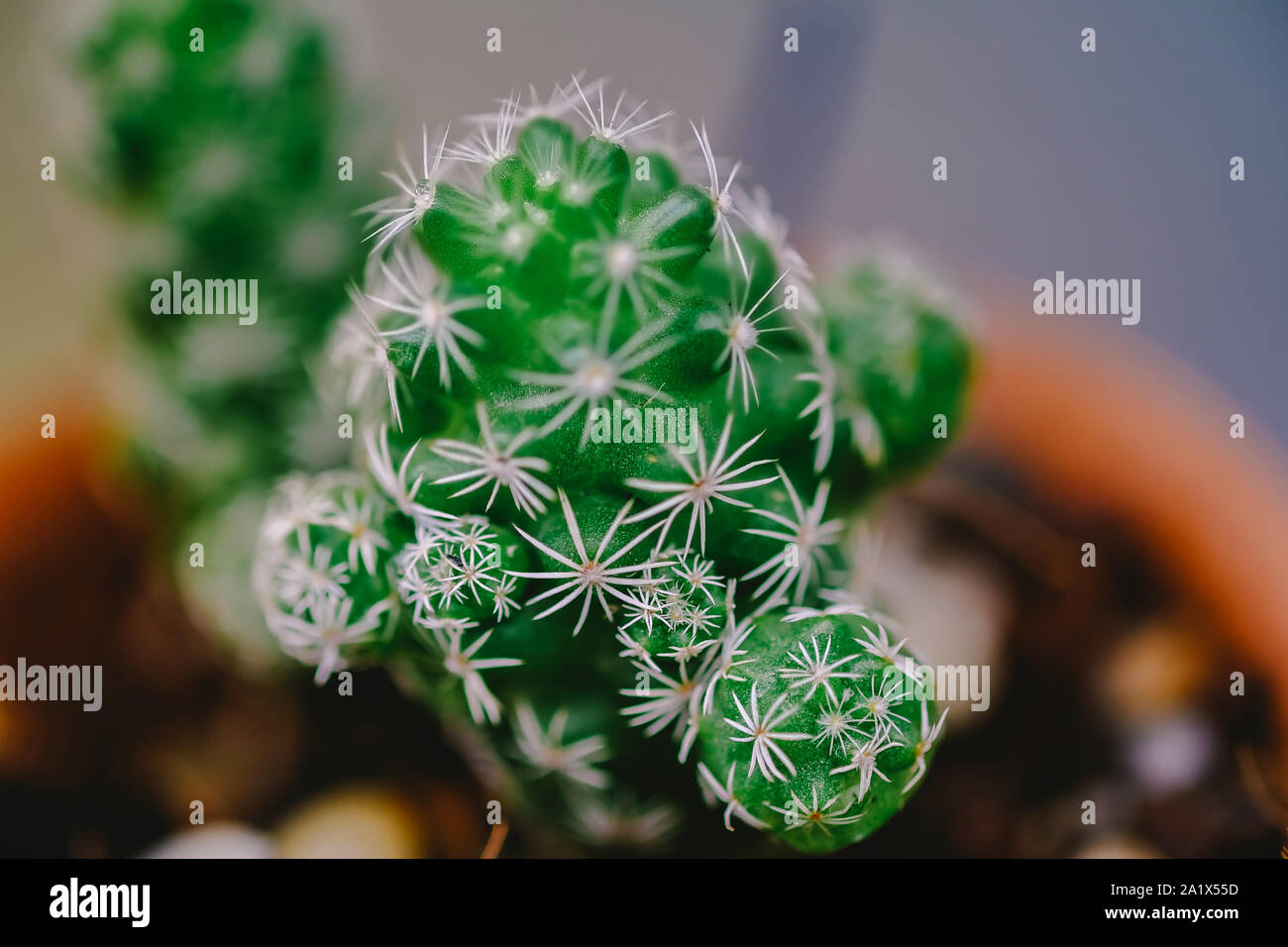 Close up of small cactus with soft selective focus and blurred cactus ...