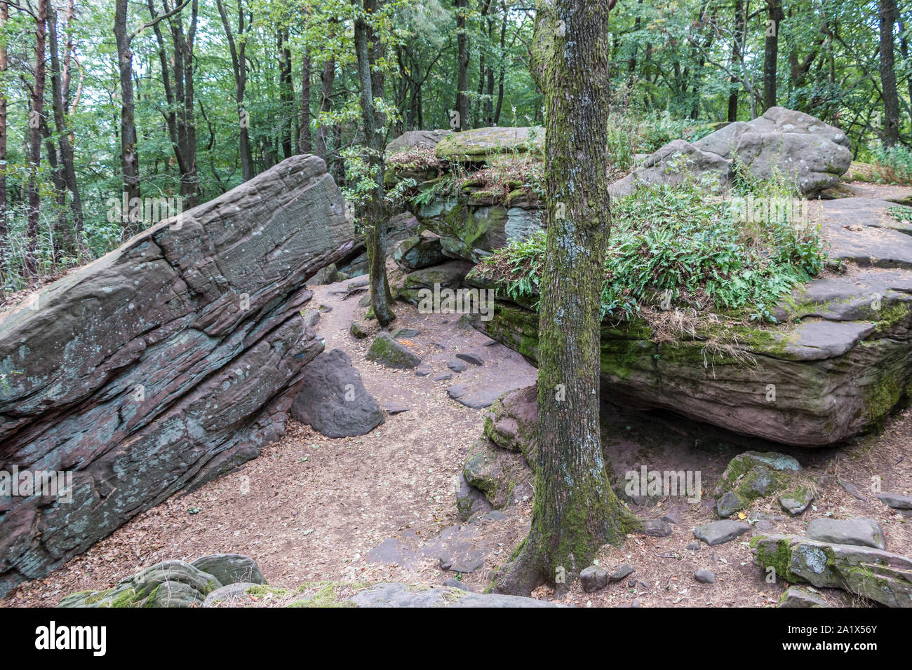 Big rocks in the middle of the green forest Stock Photo - Alamy