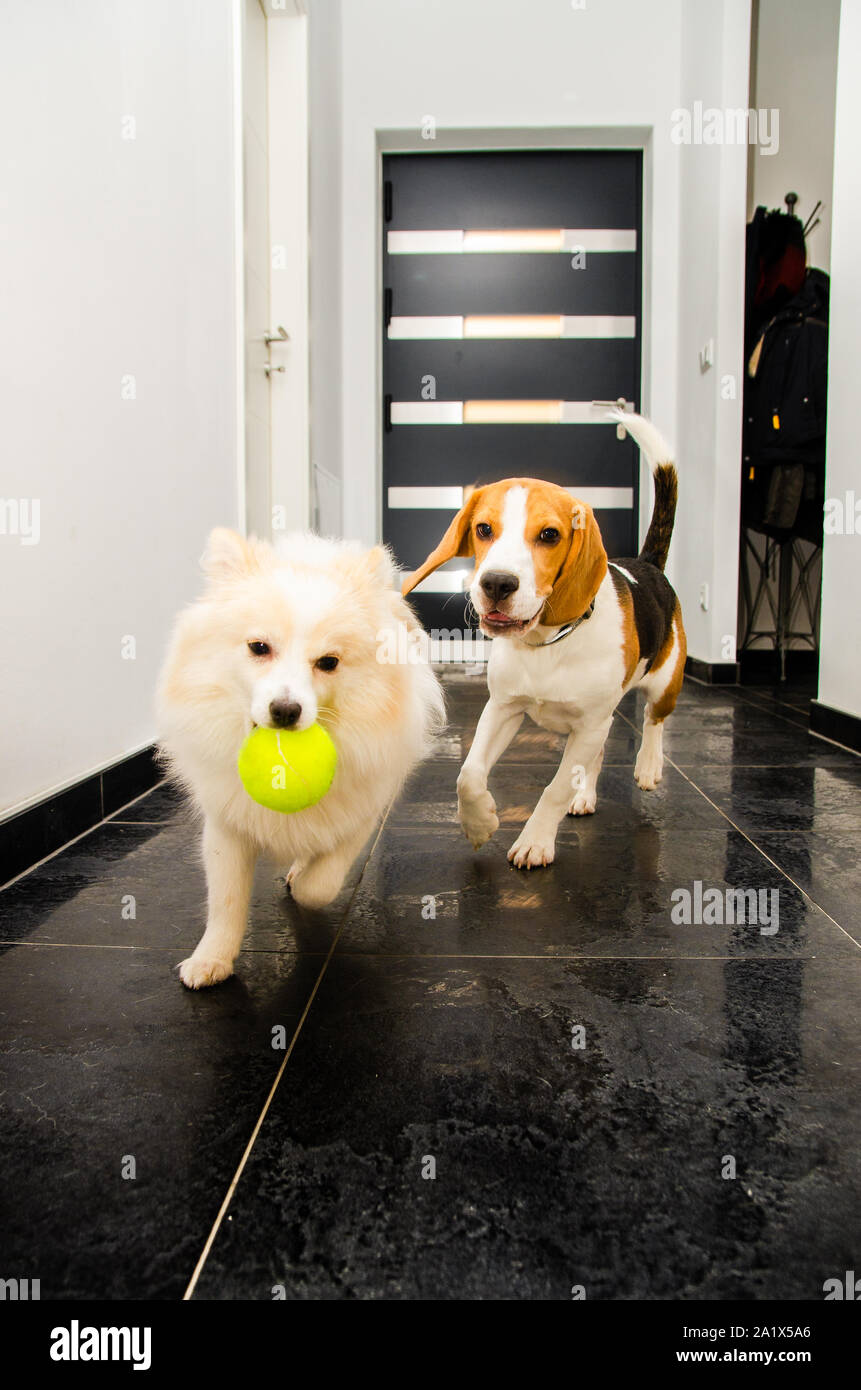 Two dogs running indoors playing together Stock Photo - Alamy