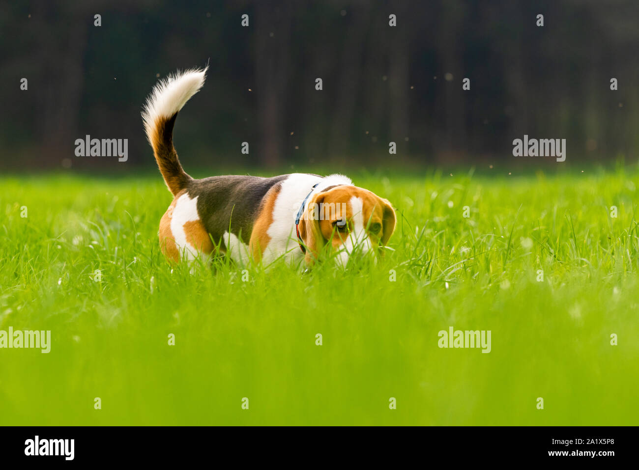 Portrait of Beagle dog outdoors in nature Stock Photo - Alamy