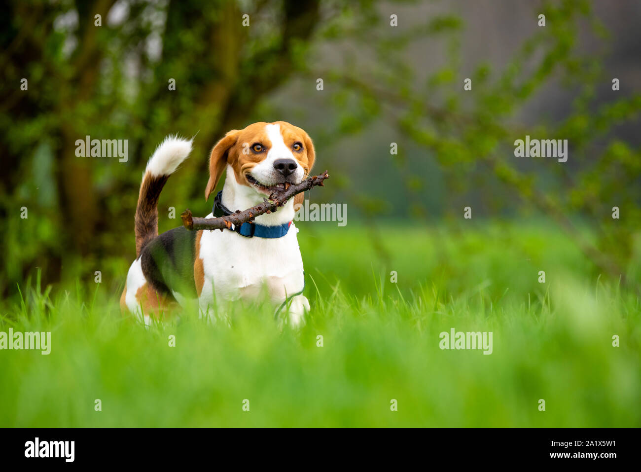 Dog Beagle running and jumping with stick through green grass field in a spring Stock Photo - Alamy