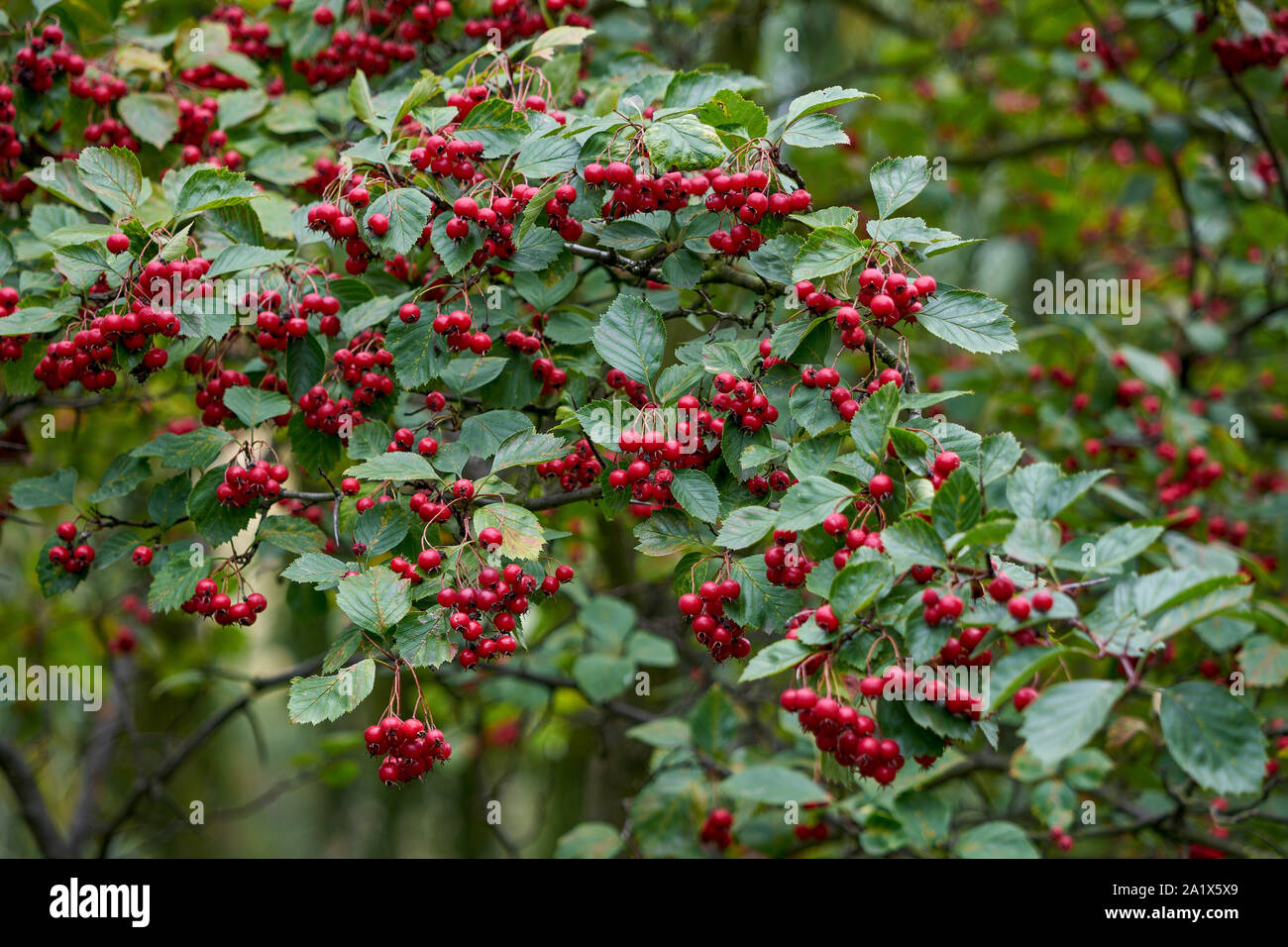 Crataegus sanguinea common names redhaw hawthorn or Siberian hawthorn ...