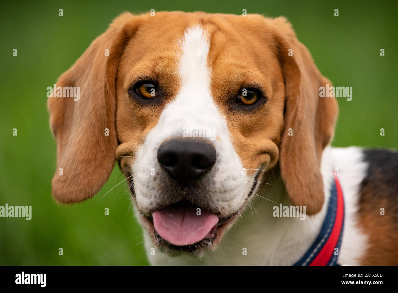 Nature watching in comfort hi-res stock photography and images - Alamy