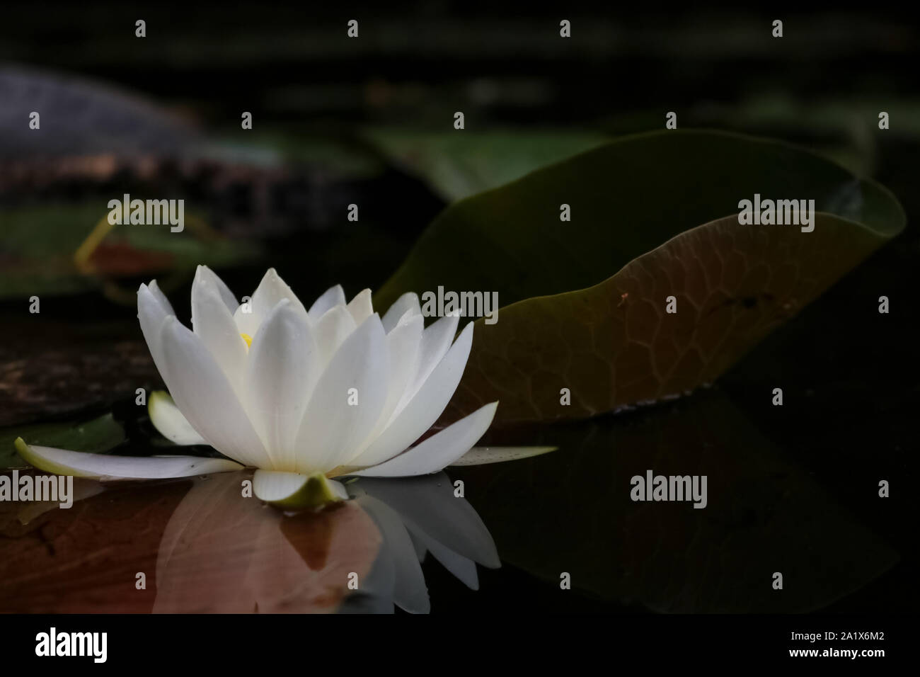 Swamp lily hi-res stock photography and images - Alamy