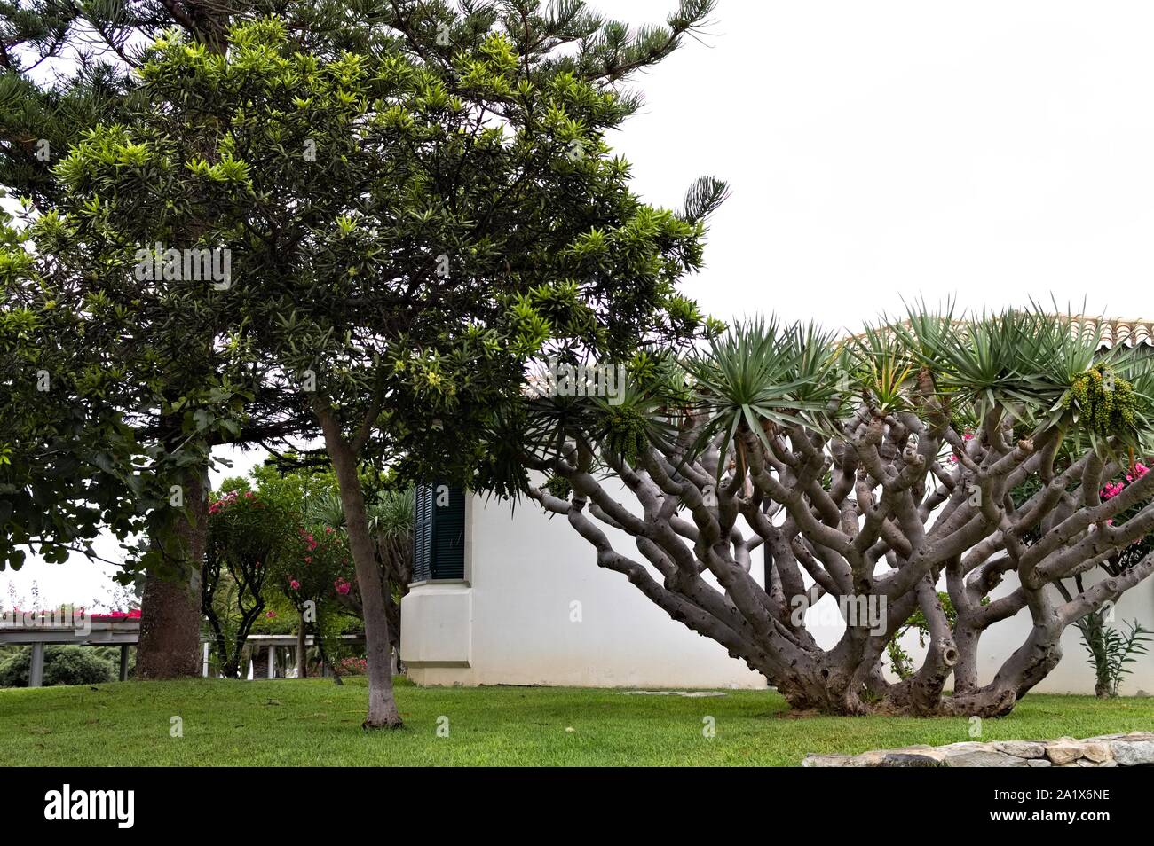 Tropical plants in the garden (Porto Santo, Madeira, Portugal Stock ...