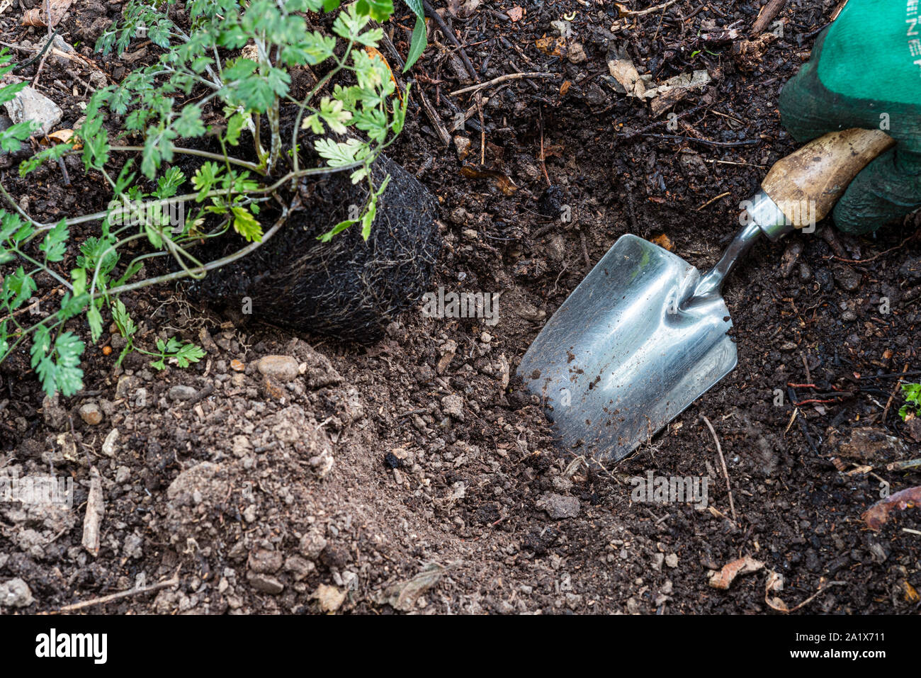 Plant insert hi-res stock photography and images - Alamy