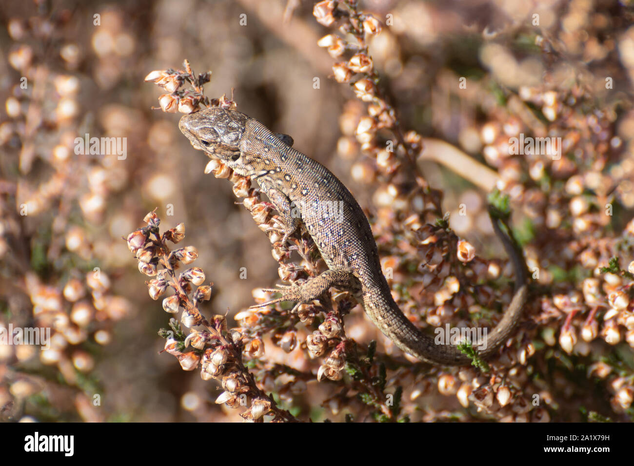 Young sand lizard (Lacerta agilis) hatchling hunting among heather at a ...