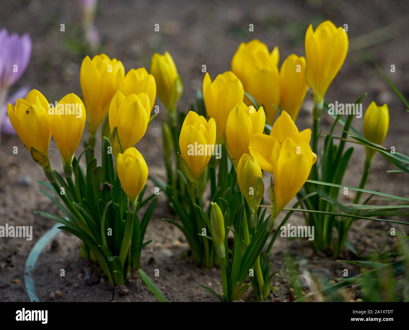 Sternbergia lutea hi-res stock photography and images - Alamy
