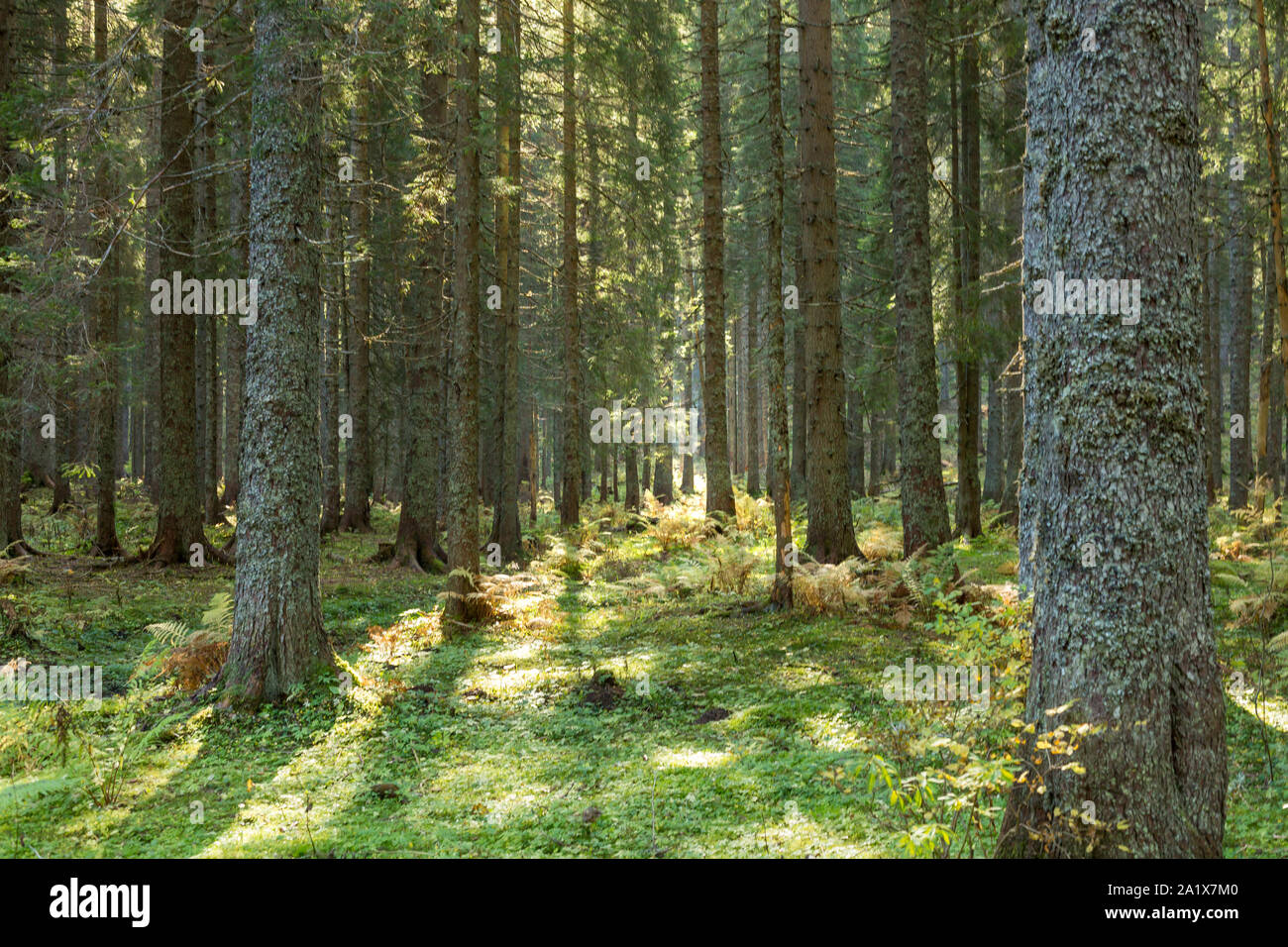 Morning sunrise light in European alps pine forest Stock Photo - Alamy