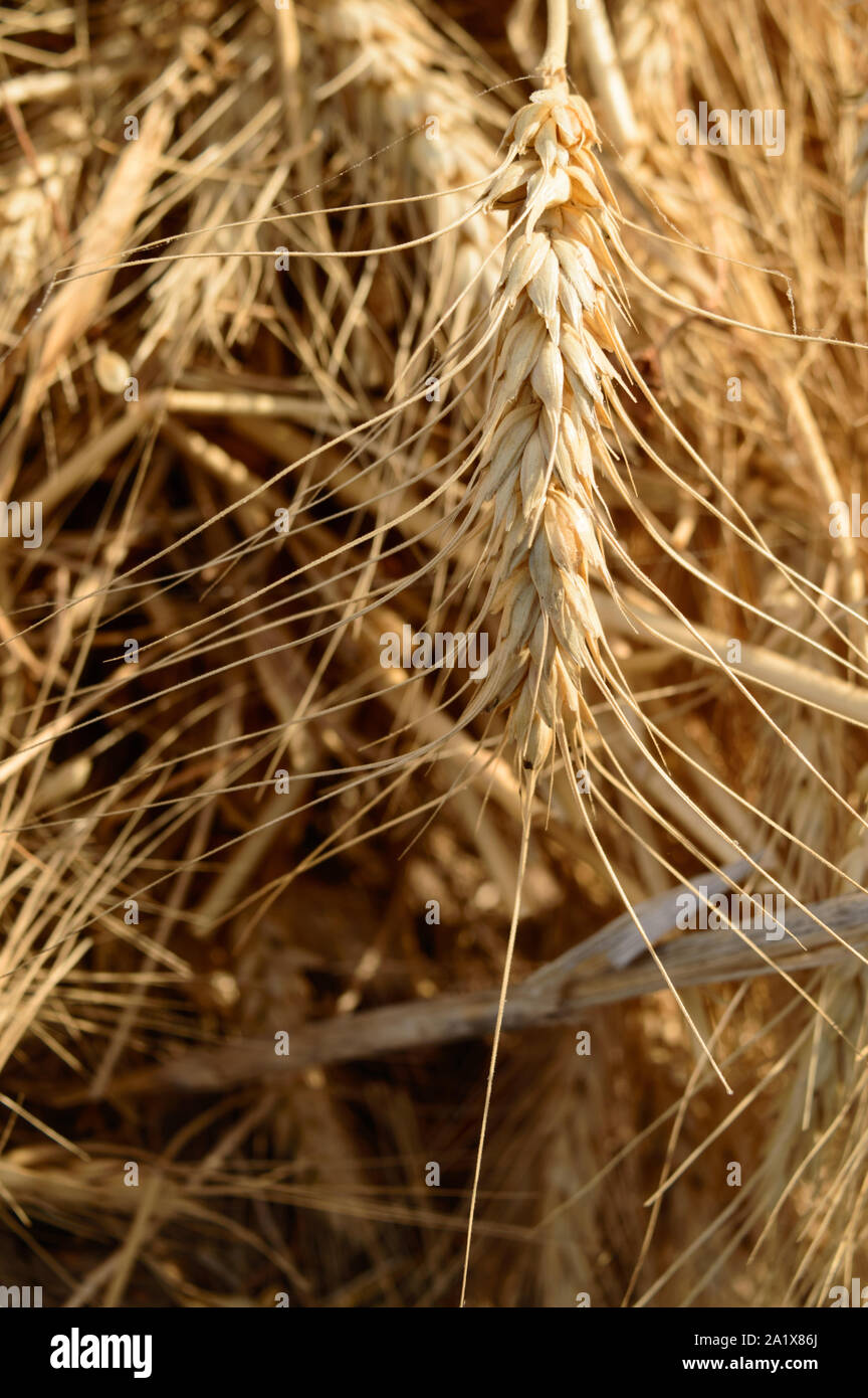Micro closeup shot of indian wheat which is isolated on field before ...