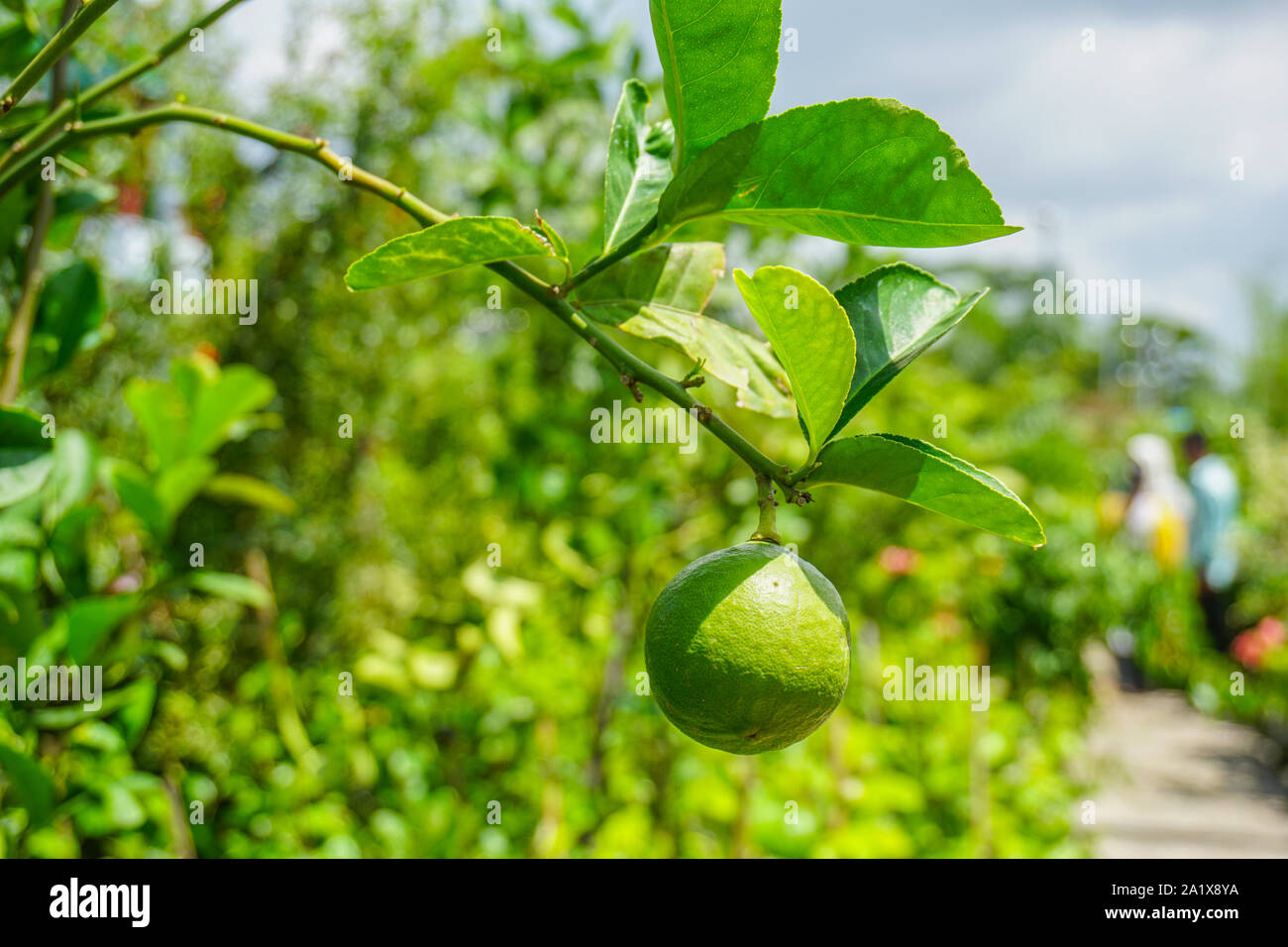 Green lemon or Green Malta (citrus lemon) hanging on the tree. Growing ...