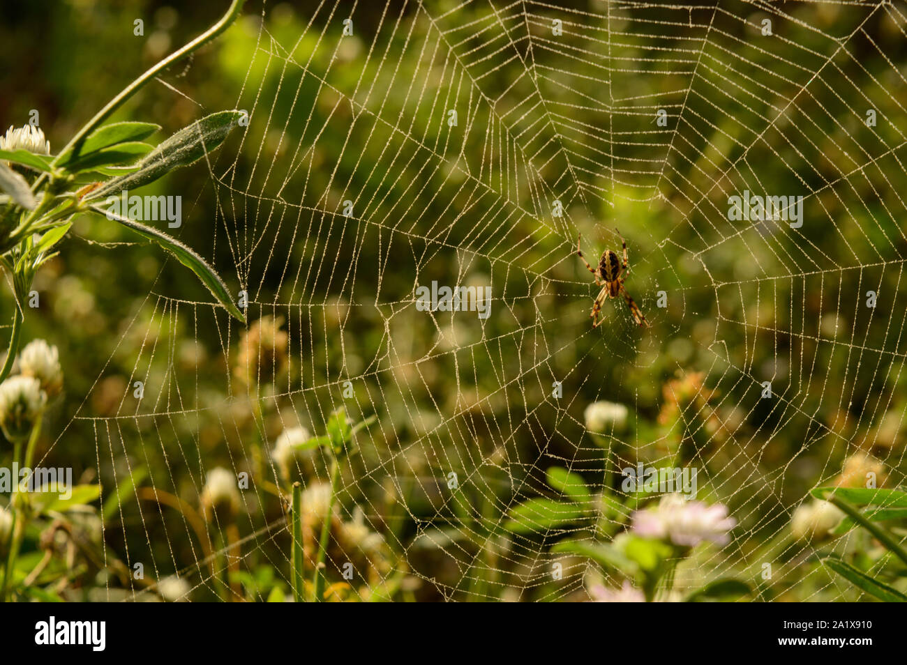 Indian spider species hi-res stock photography and images - Alamy