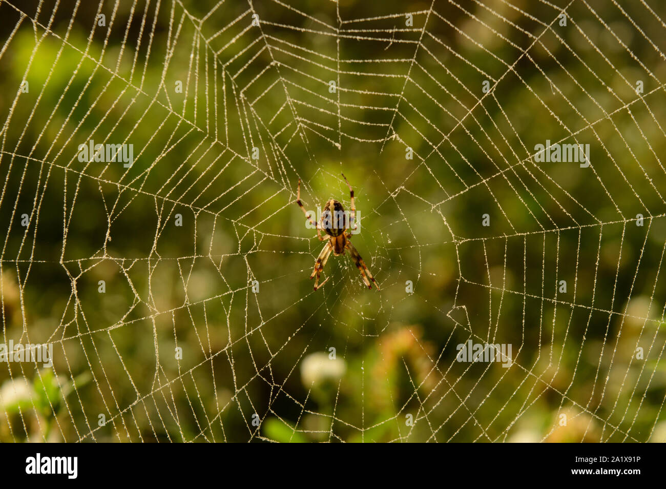 Indian spider species hi-res stock photography and images - Alamy