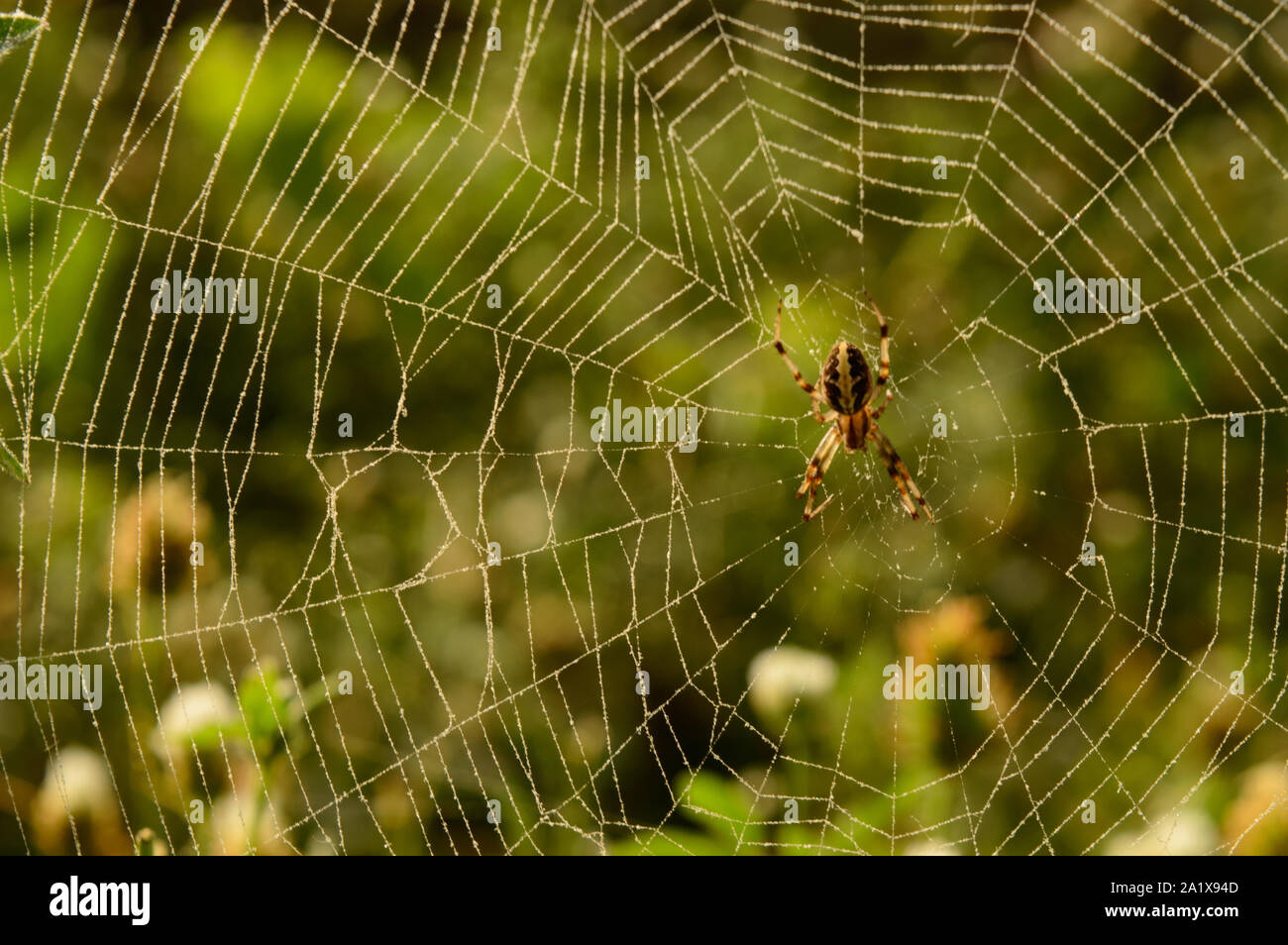 Indian spider species hi-res stock photography and images - Alamy