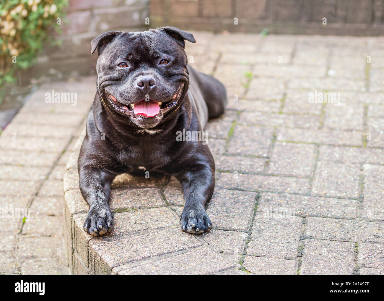 Black Staffordshire Bull Terrier dog lying down on an outside patio ...