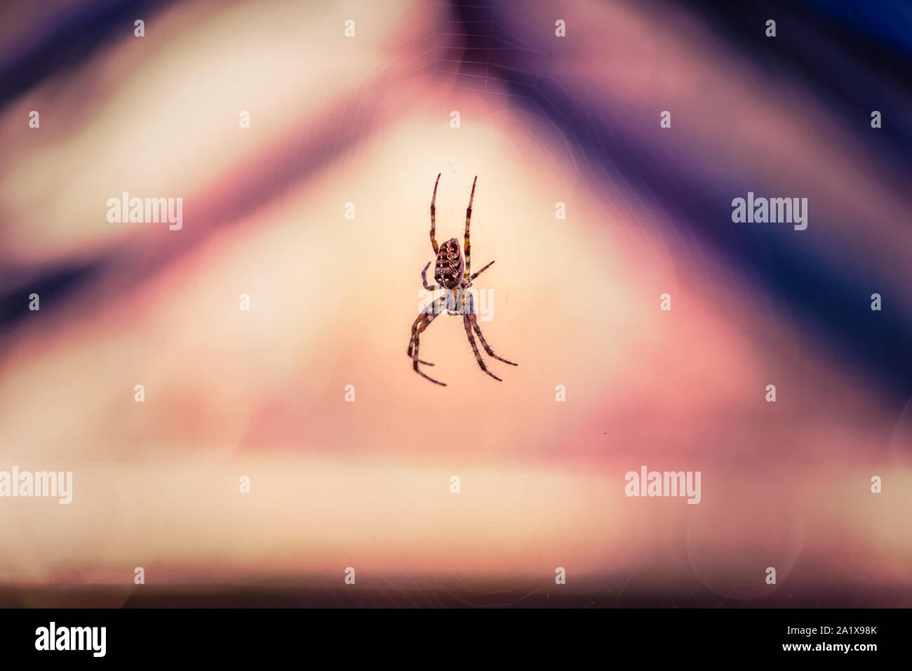 European house spiders hi-res stock photography and images - Alamy