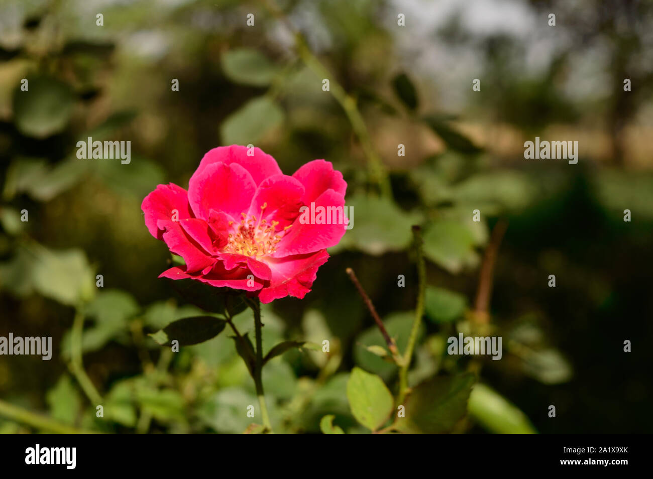 Beautiful indian woman rose hi-res stock photography and images - Alamy