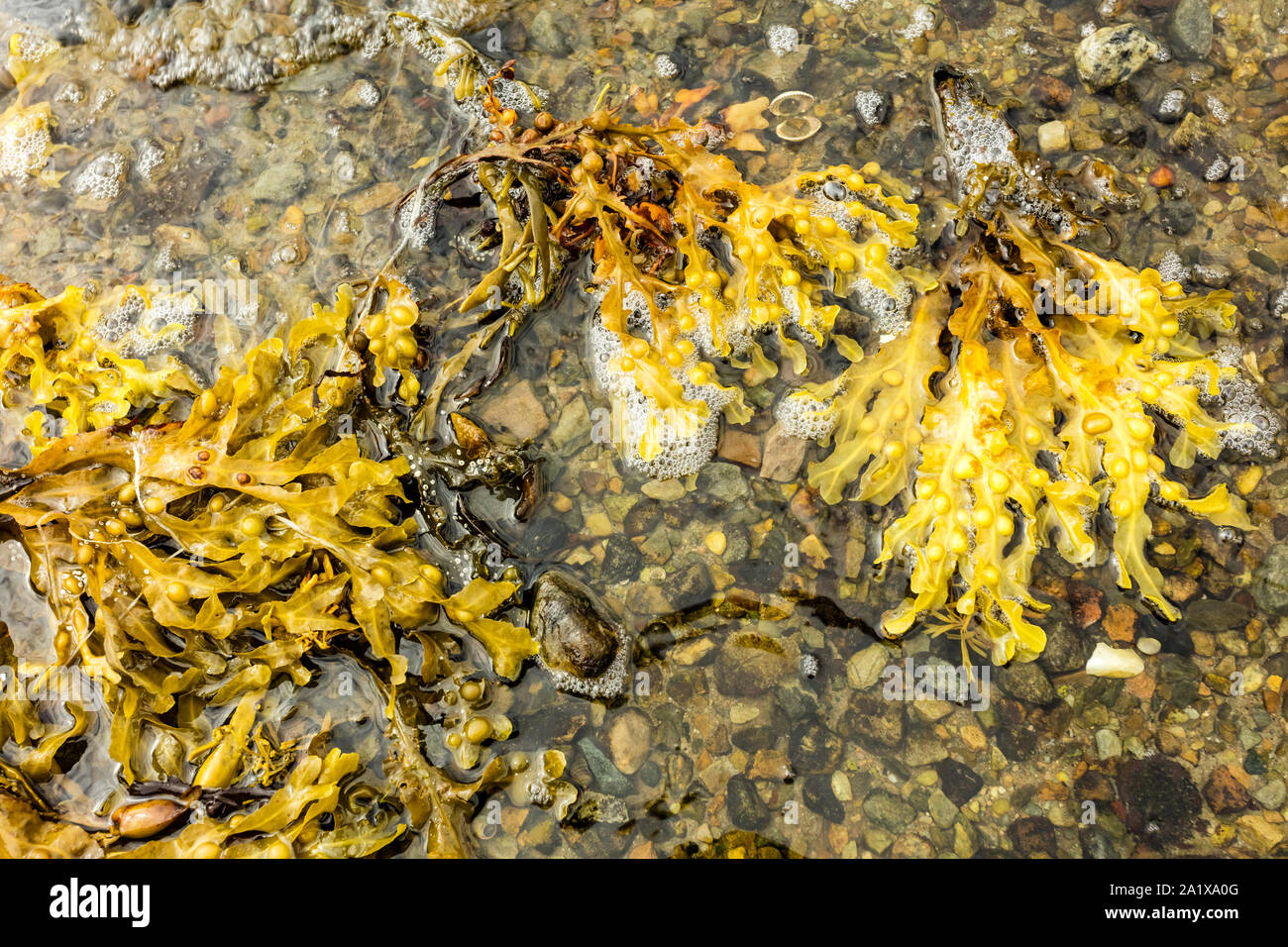 Bladderwrack seaweed hi-res stock photography and images - Alamy