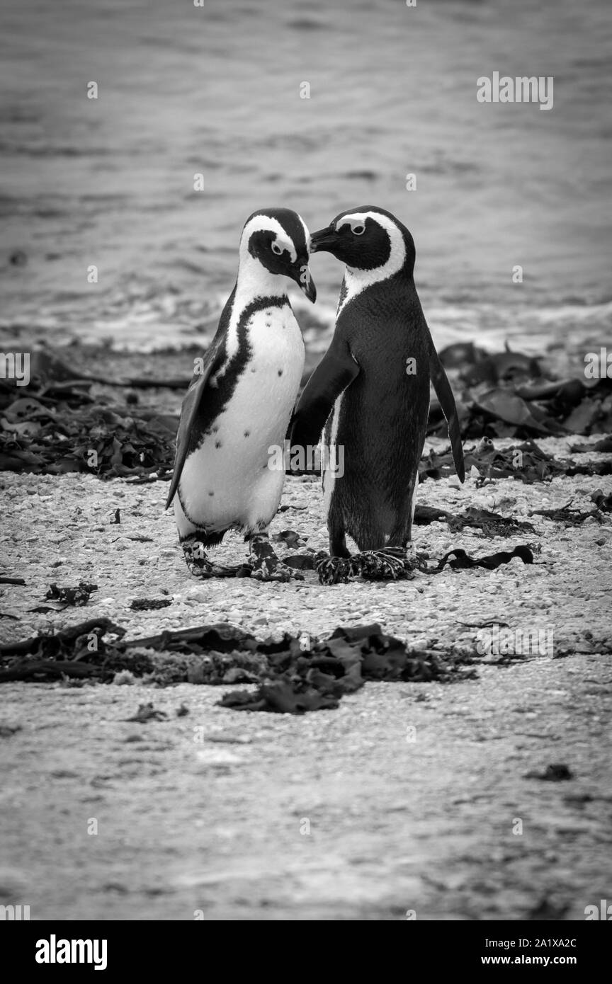 Penguin walking route hi-res stock photography and images - Alamy