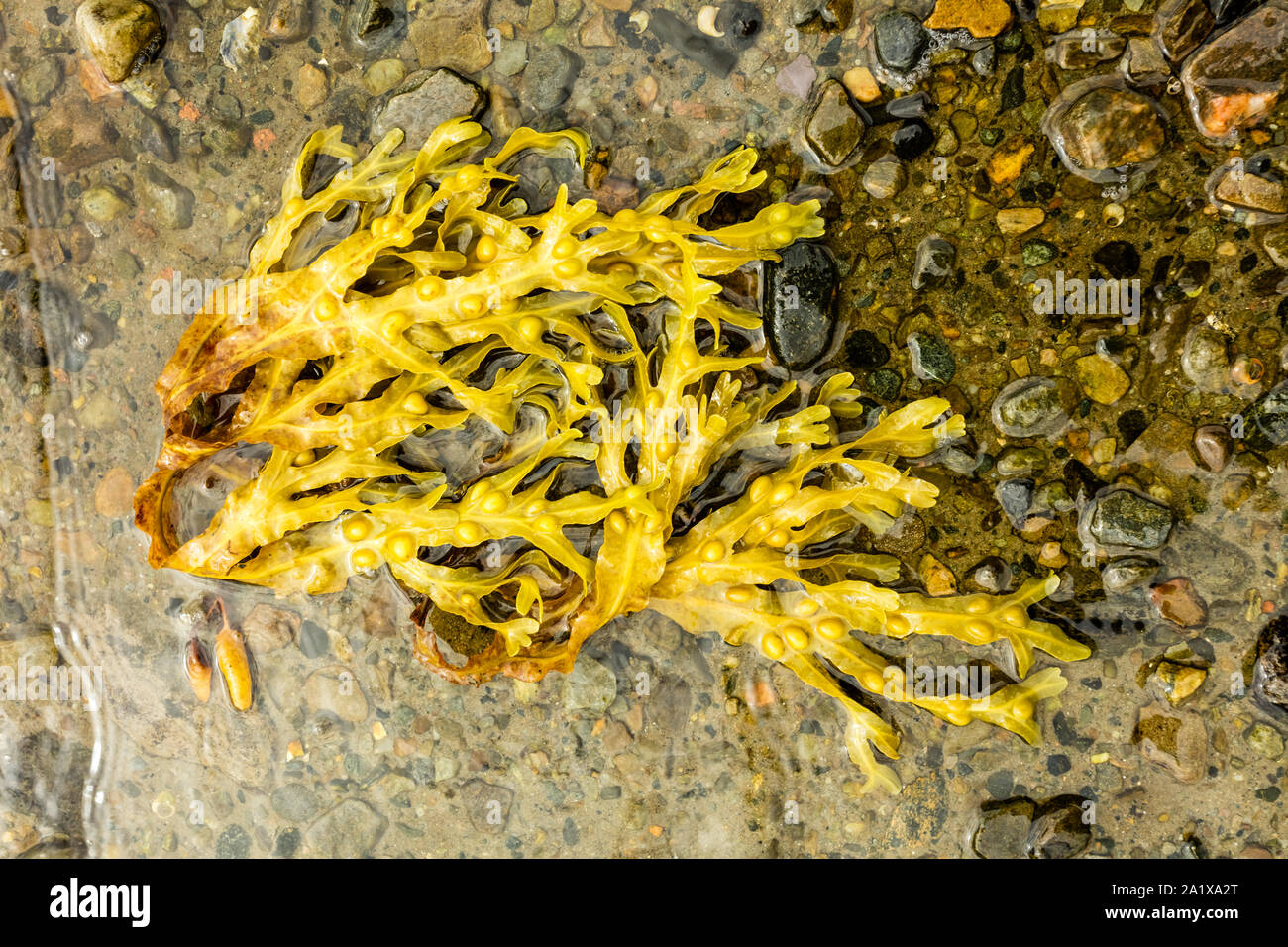 Colourful, fresh Bladderwrack seaweed, washed up on Hebridean Island ...