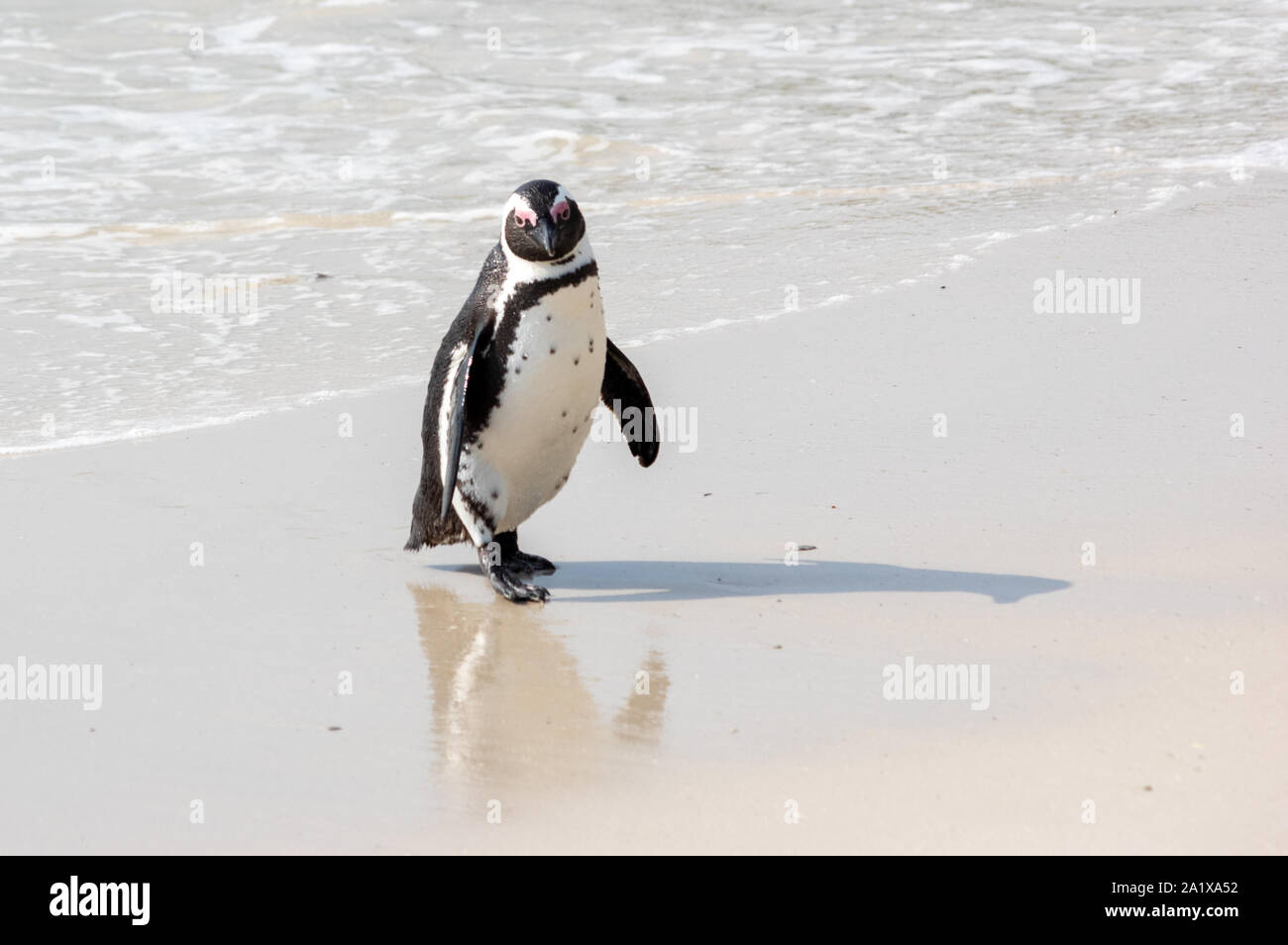 Cape town animals hi-res stock photography and images - Alamy