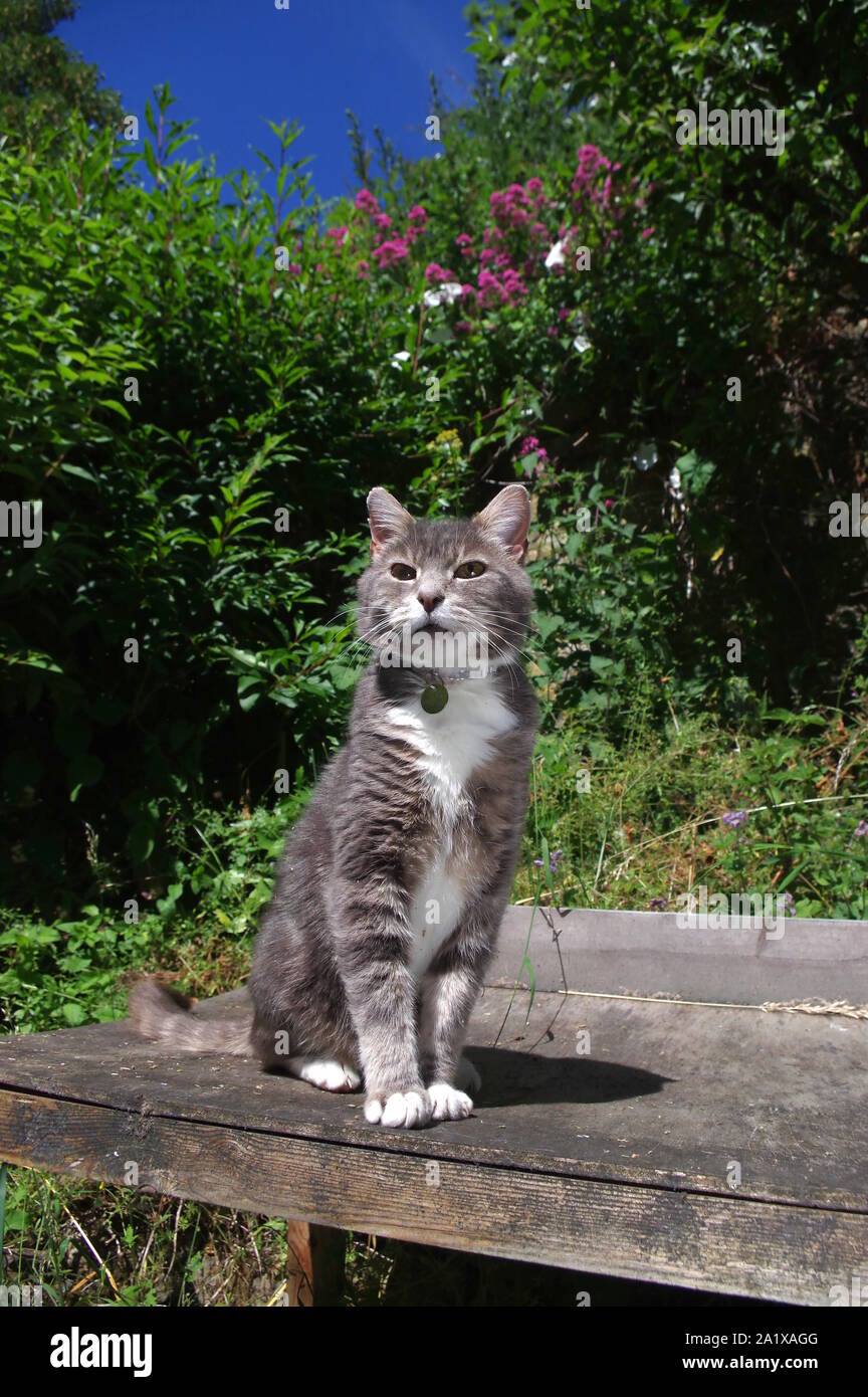 Cat sat on garden wall hi-res stock photography and images - Alamy
