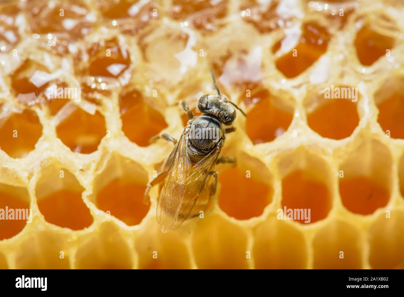 Nest of apis florea consists an embryo, adult and sweet water. Apis ...