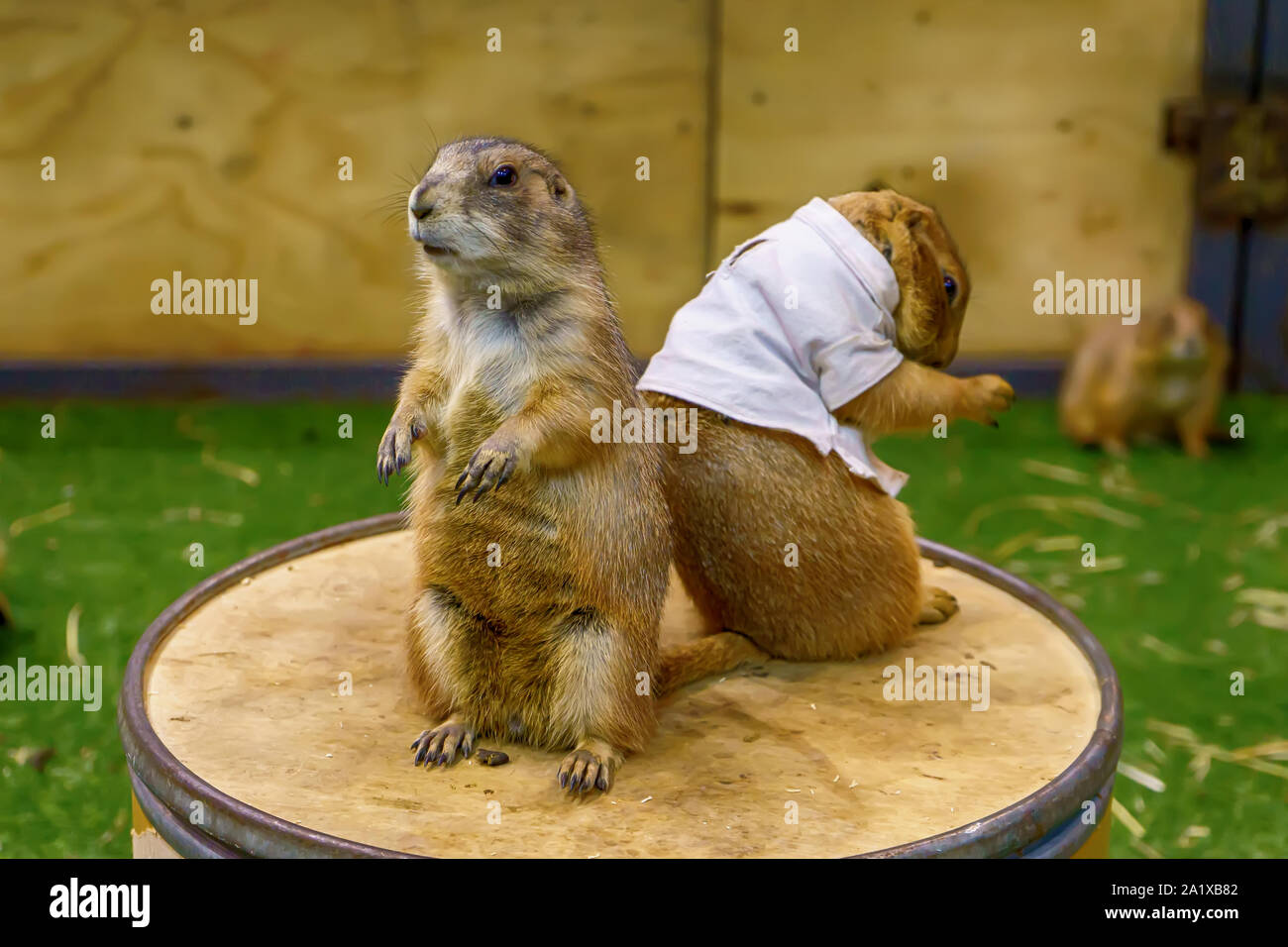 Prairie Dogs As Pets