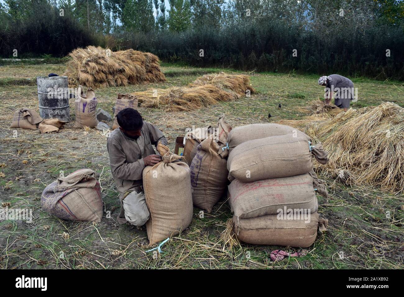 World rice production hi-res stock photography and images - Alamy