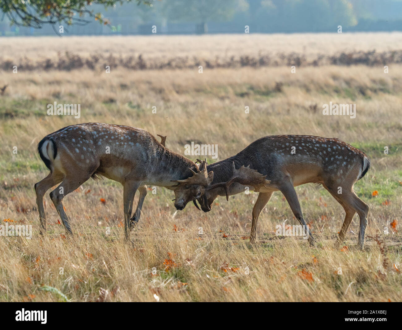 Fallow deer fight herd hi-res stock photography and images - Alamy