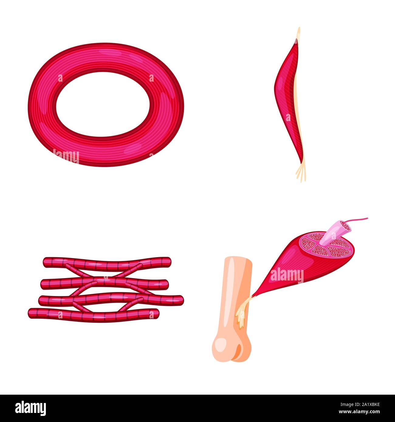 Vector illustration of muscle and cells sign. Set of muscle and anatomy ...