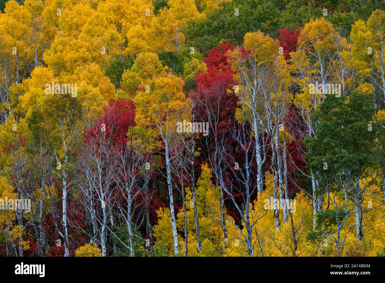 Red Maples and golden Quaking Aspen in the Wasatch Mountains of Utah ...