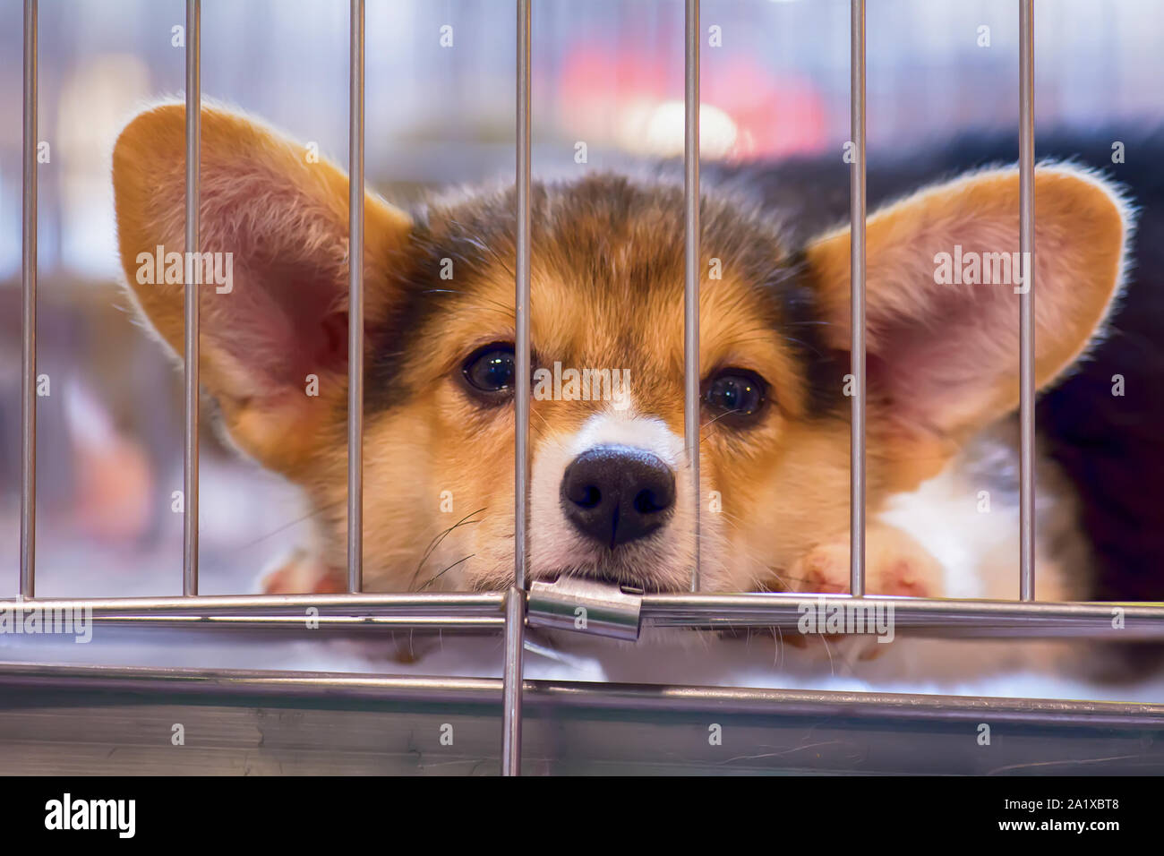 Crying Corgi