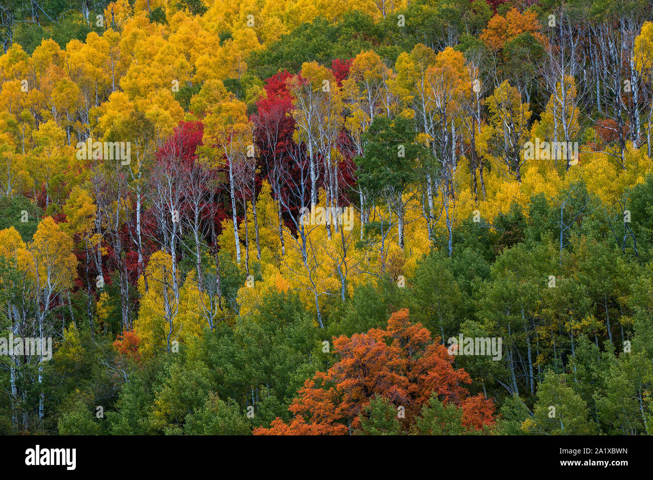 Red Maples and golden Quaking Aspen in the Wasatch Mountains of Utah ...