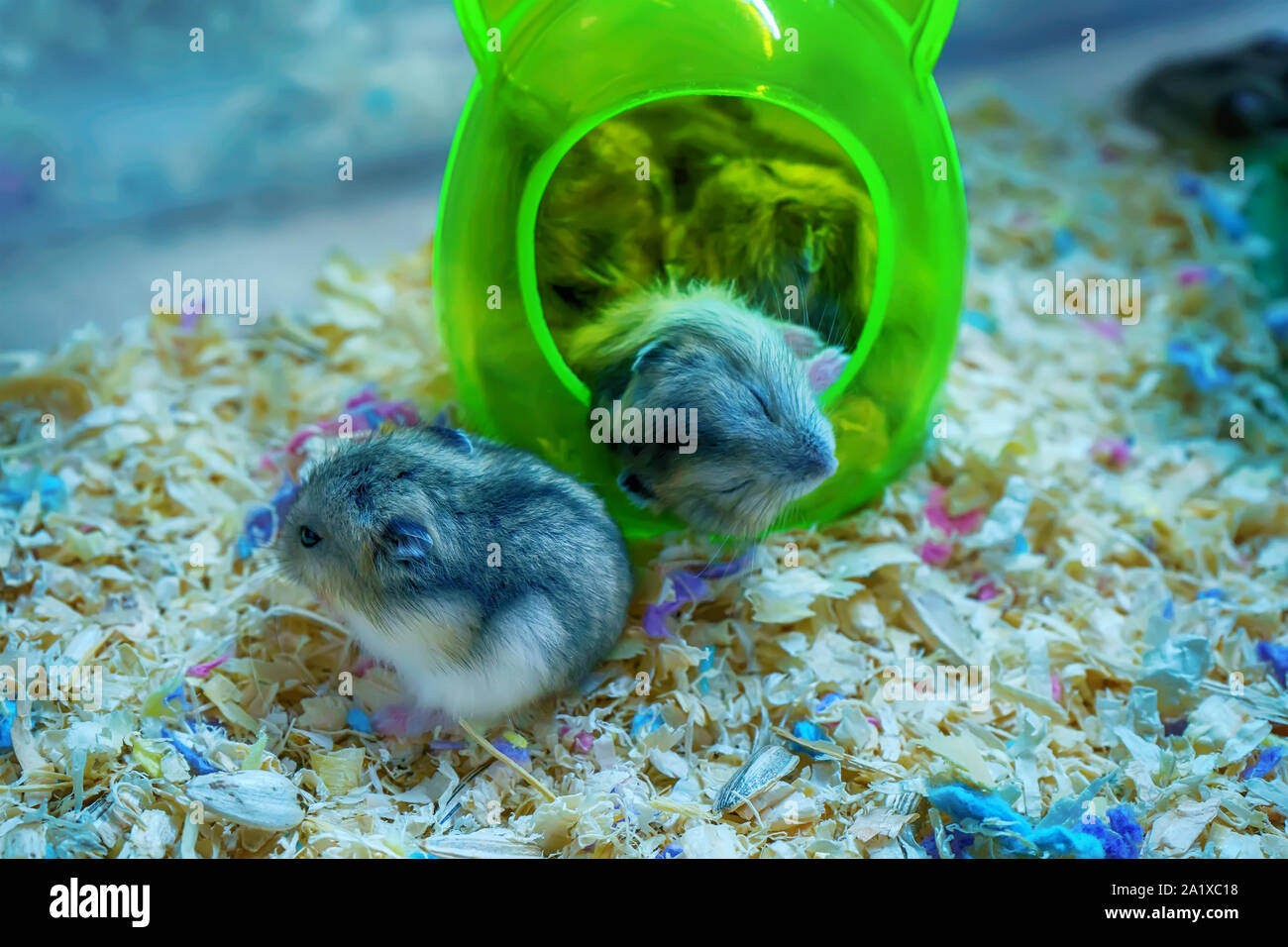 Fat-tailed gerbil is a rodent. It is sleeping Stock Photo - Alamy
