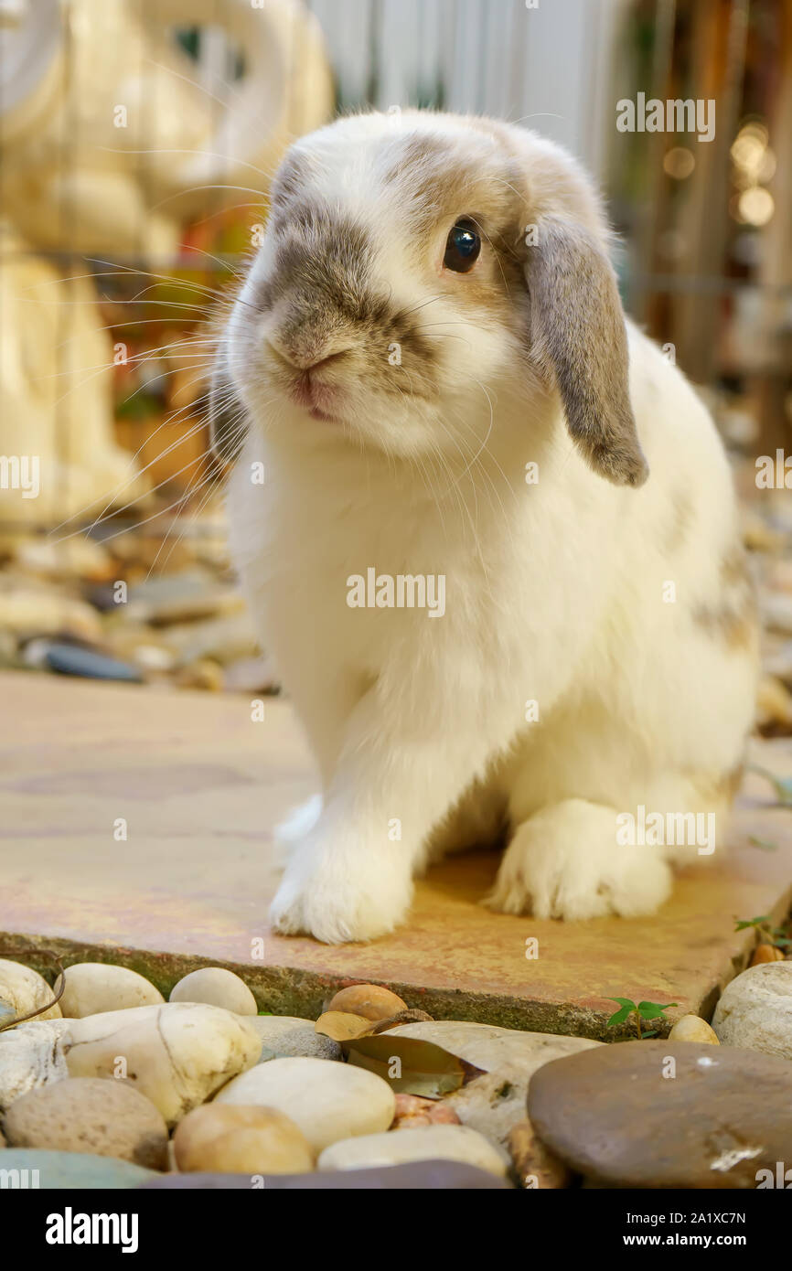 The rabbit are sitting in the rock gardens Stock Photo - Alamy