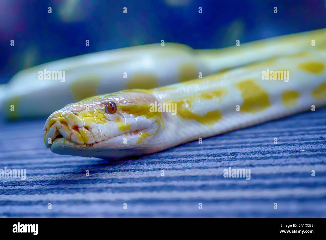 Albino burmese python is curled up. Its pet tame Stock Photo - Alamy