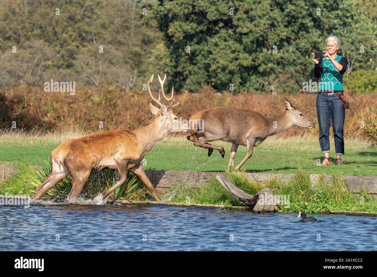 Lady taking a Photograph of a Red Deer Stock Photo - Alamy