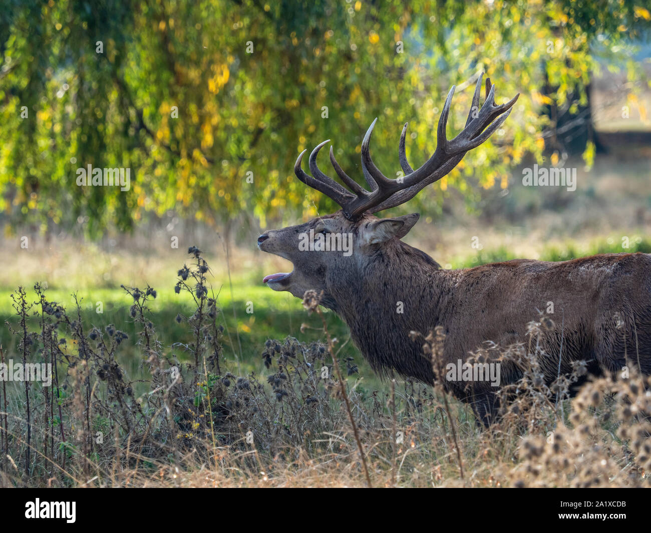 Red Deer Stag Bellowing during the Rut Stock Photo - Alamy