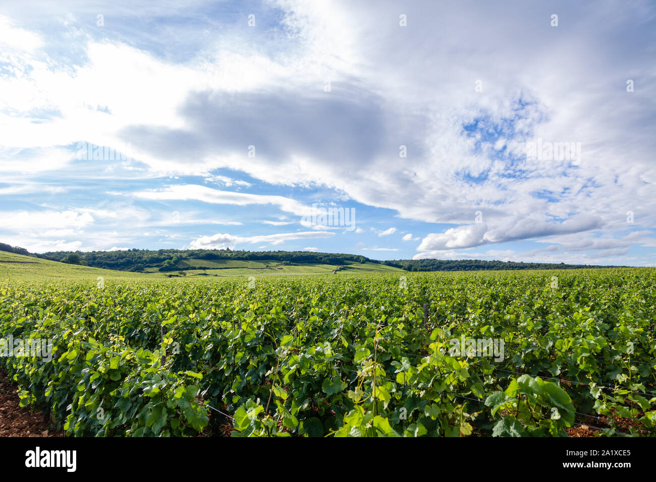 Closeup panoramic shot rows summer vineyard scenic landscape, plantation, beautiful wine grape ...