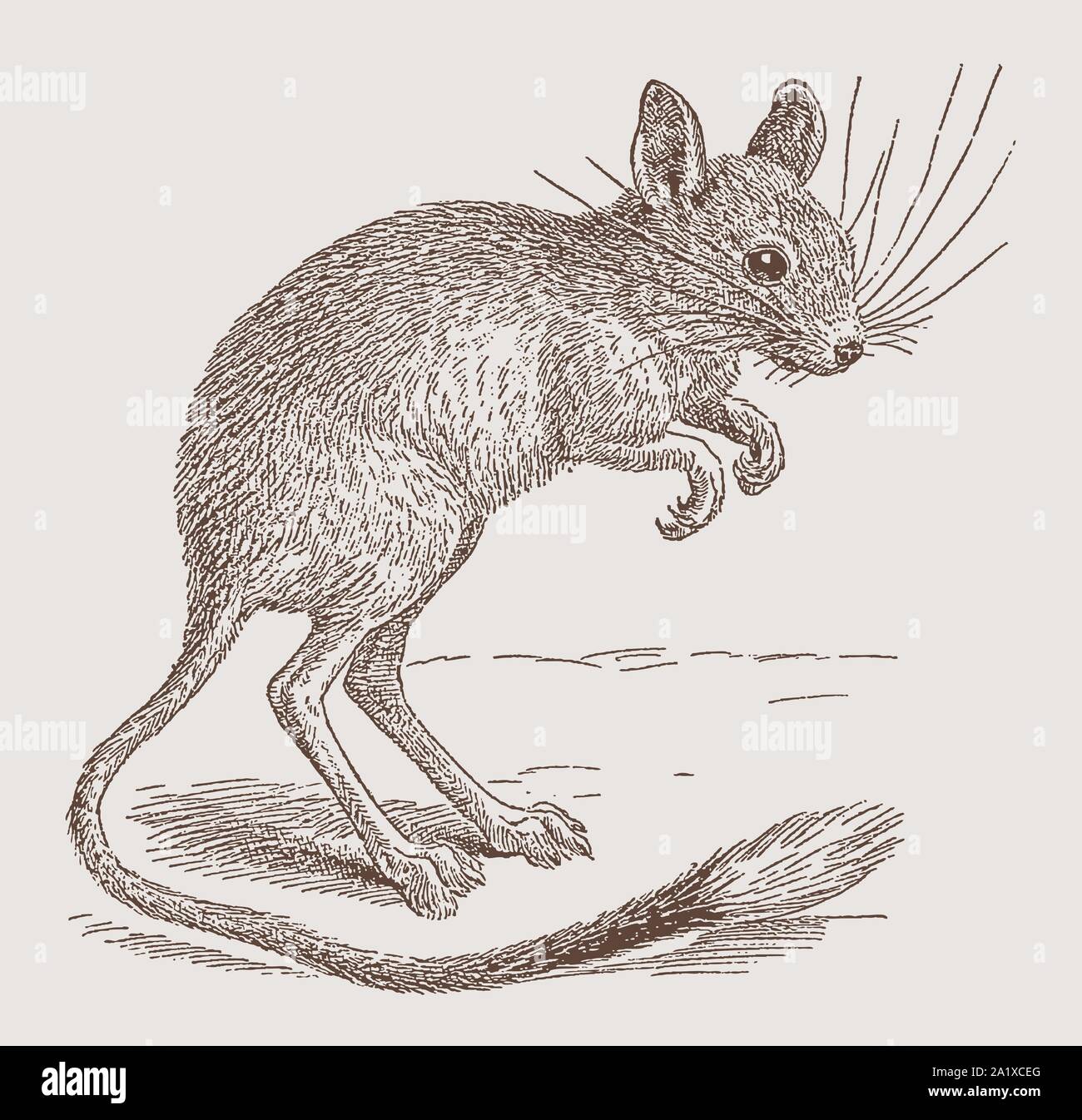 Northern three toed jerboa dipus sagitta Stock Vector Images - Alamy