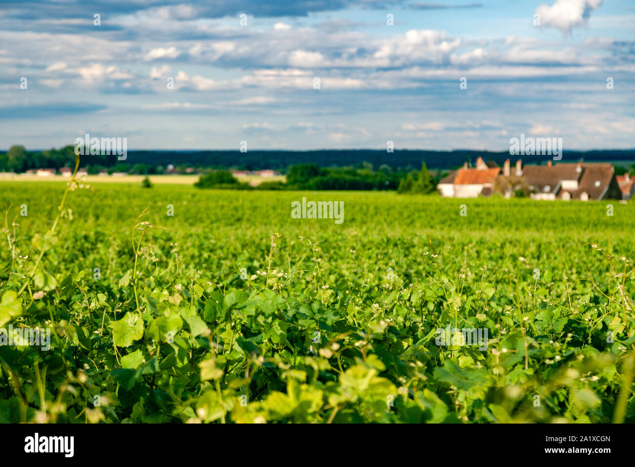 Closeup panoramic shot rows summer vineyard scenic agriculture landscape, plantation, beautiful ...