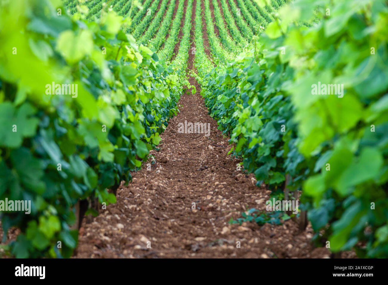 Closeup panoramic shot rows summer vineyard scenic landscape, plantation, beautiful wine grape ...